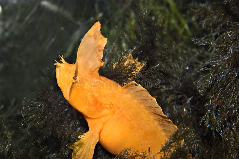 Yellow Fish in Tank stock image. Image of diving, water - 2270465