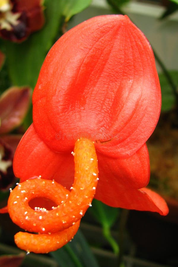 Weird Orange-and-red Flower Picture. Image: 86244685