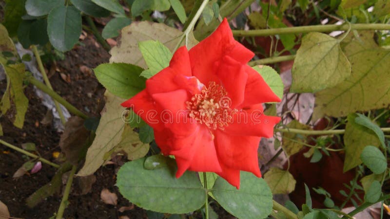 A weird orange rose stock photo. Image of wild, weird - 72149366