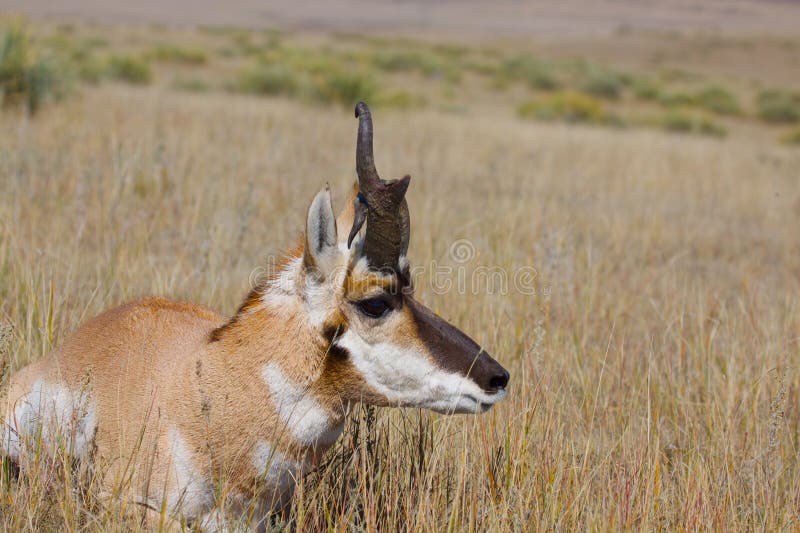 Weird Pronghorn Buck Bedded Stock Image - Image of america, unique ...