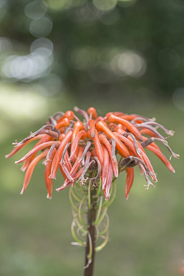 Weird Light Above the Eifel Swampland Stock Image - Image of snow ...