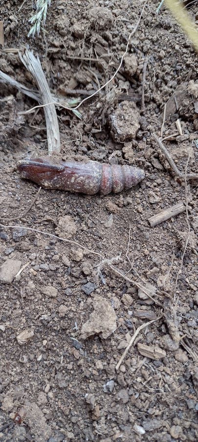 Weird red segmented worm stock image. Image of caterpillar - 281505783