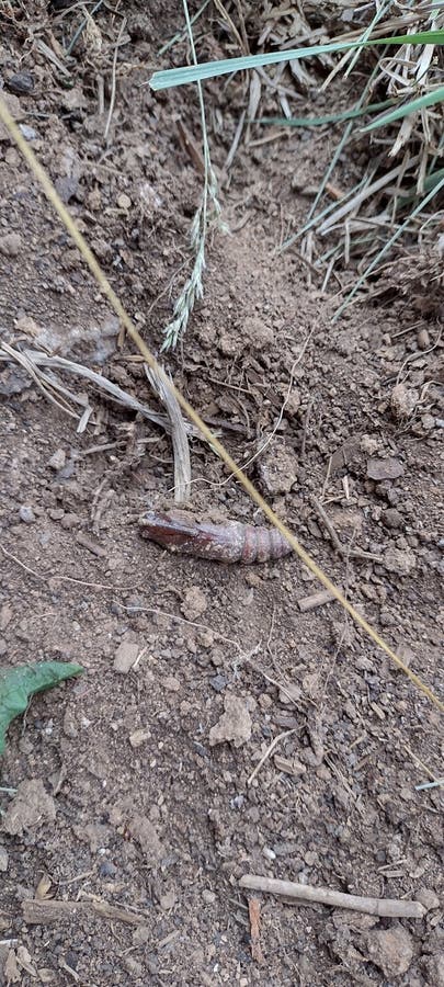 150 Red Segmented Worm Stock Photos - Free & Royalty-Free Stock Photos ...