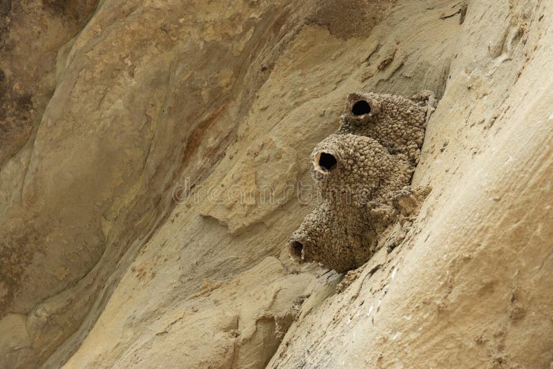 Weird Shaped Mud Nests of Swallows on the Wall of the Cliff Stock Image ...