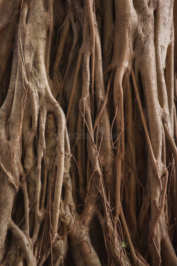 Weird and Tangled Tree Roots in Rainforest, Vertical Stock Photo ...