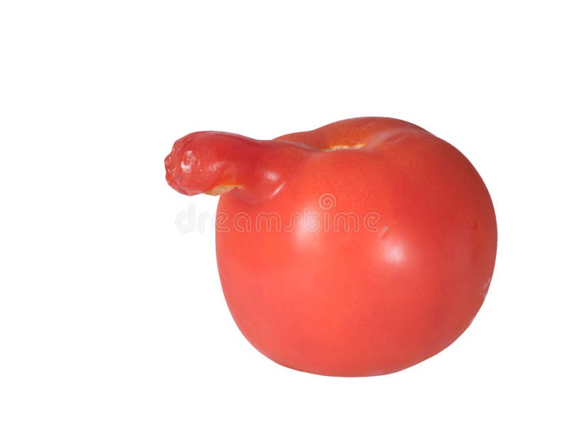 Weird Tomato Isolated on White. Stock Photo - Image of symbolism ...