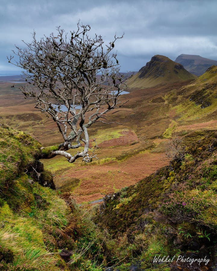 Weird Tree with an Awesome View Stock Image - Image of grass, weird ...