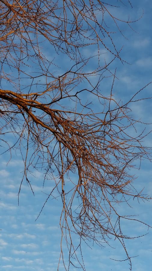 The Spindly Branches and Leaves of a Cedar Tree with Illuminating Light ...