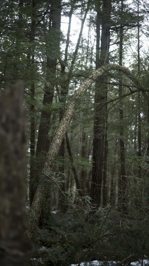 A weird tree stock image. Image of nature, ground, lifestyle - 87813389