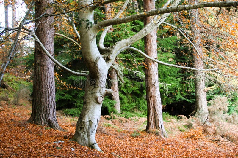The Weird Tree in the Evaton Stock Image - Image of forest, green ...