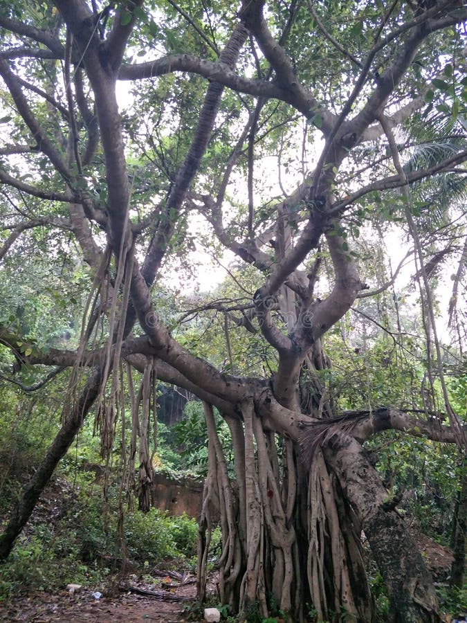 On the tree in horror stock photo. Image of tree, park - 140901800