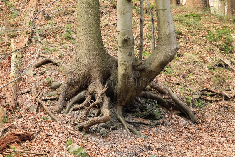 Weird tree stock image. Image of autumn, trunk, ecology - 87776221