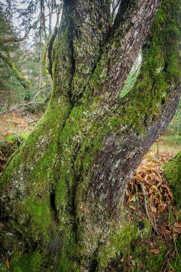 Weird twisted tree trunk stock photo. Image of split - 82097226