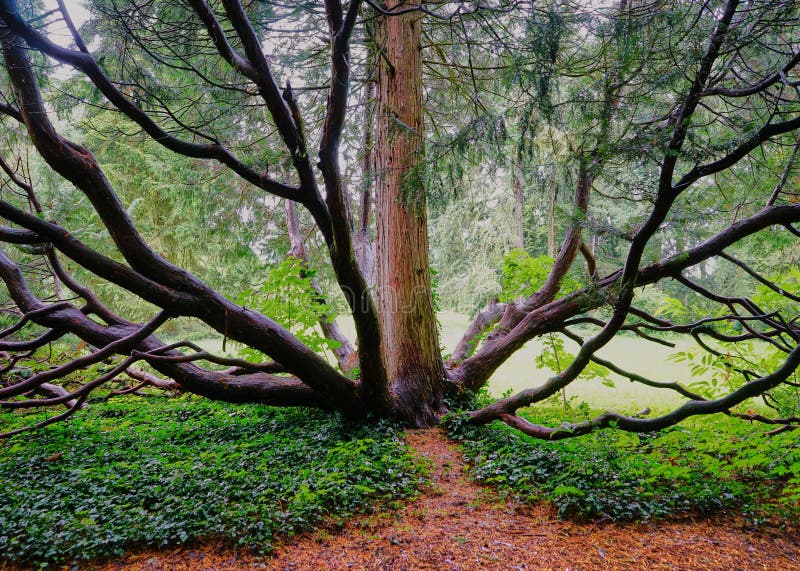 Octopus Like Tree with Multiple Trunks Stock Image - Image of unusual ...