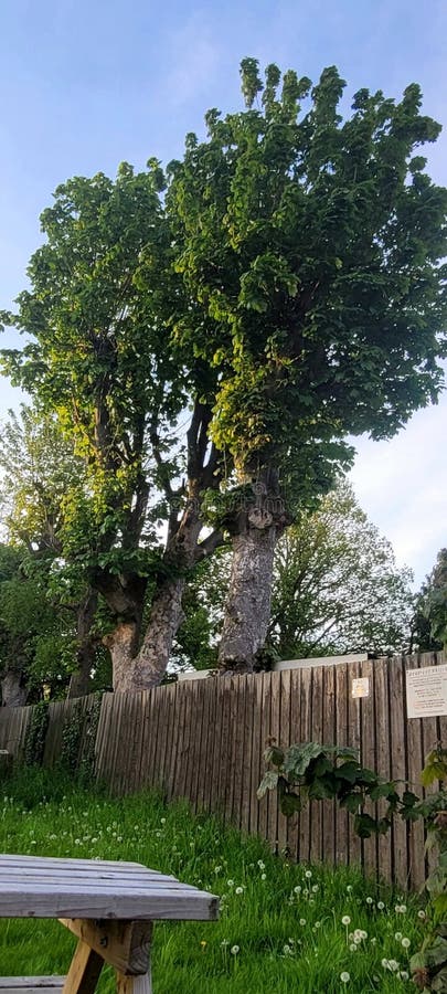 Weird Unusual Trees in the Outdoors Stock Photo - Image of trees, weird ...