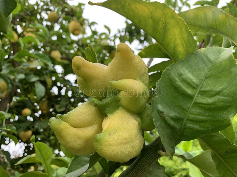Weirdly Shaped Lemon on a Fruit Tree in Lompoc, California Stock Photo ...