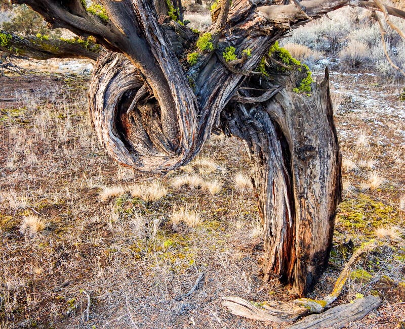 Weirdo Tree Stock Photos - Free & Royalty-Free Stock Photos from Dreamstime