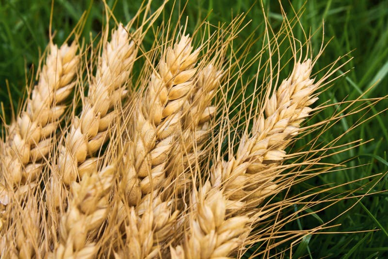 Garben Weizen stockbild. Bild von leuchte, brot, bündel - 31060457