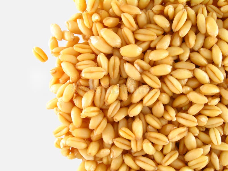 Weizensamen stockbild. Bild von nave, nahrung, getreide - 33363361