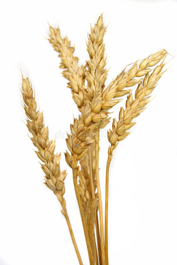 Weizen stockfoto. Bild von landwirtschaft, weizen, korn - 8218802