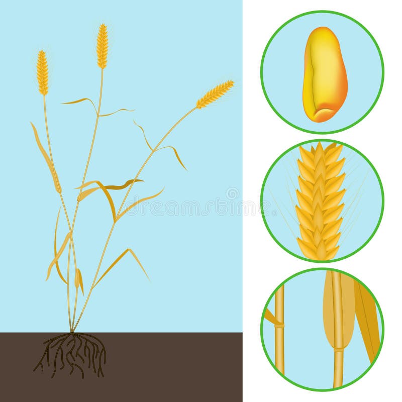 Struktur Des Weizensamenkornes, Vektorschichten Des Endosperms, Knospe ...