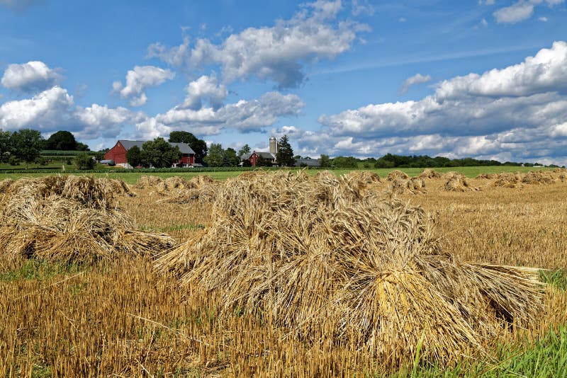 Weizen-Ernte Auf Einem Amischen Bauernhof Stockbild - Bild von gold ...