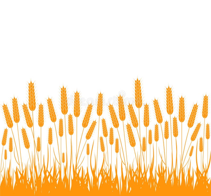 Weizenfeld vektor abbildung. Illustration von sonnenaufgang - 14386391