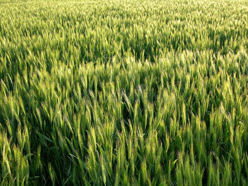 Weizen-Feld-Hintergrund stockbild. Bild von relax, wiesen - 137357