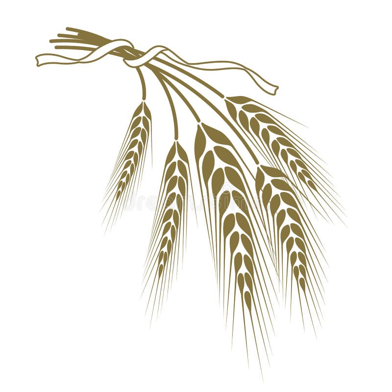 Weizen Gebunden Mit Einem Band Vektor Abbildung - Illustration von ...