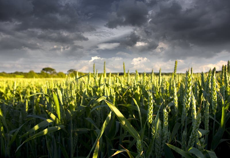 Weizen-Getreide stockfoto. Bild von ohren, bewirtschaften - 5910172