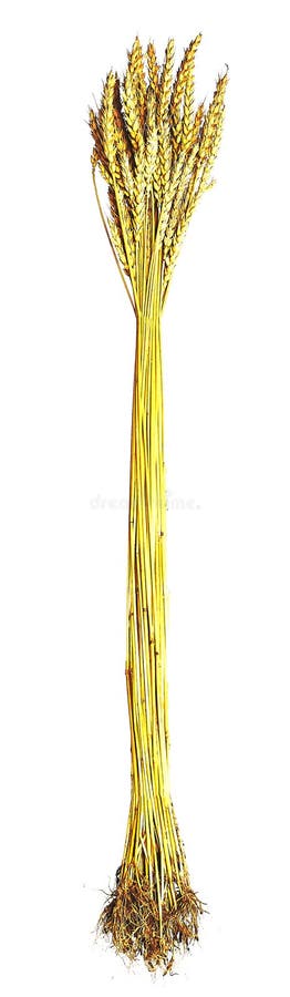 Weizen-Triticum Zymoyarka-Garben-Getreidekornstandard Stockbild - Bild ...