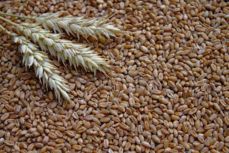Weizen und Weizensamen stockfoto. Bild von saatgut, landwirt - 160849700