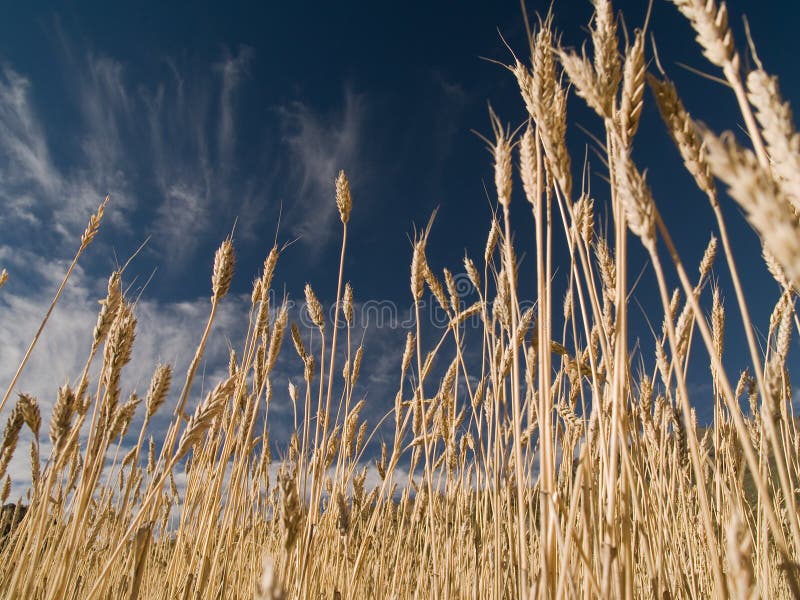 Weizen vor Ernte stockbild. Bild von nahaufnahme, reif - 3800839