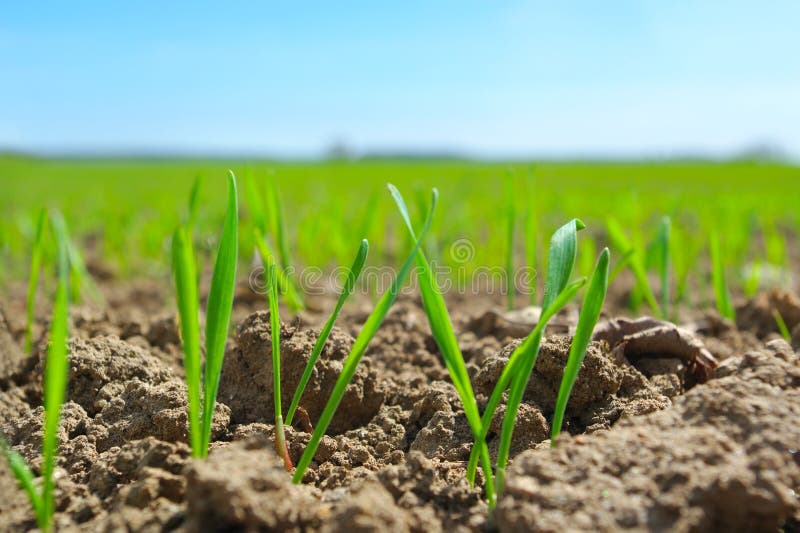 Weizen wachsen. stockbild. Bild von land, blau, betrieb - 16080109