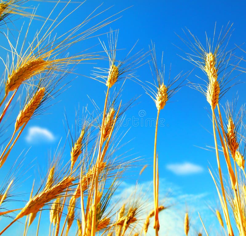 Weizenfeld stockbild. Bild von hell, schön, landschaft - 15539405