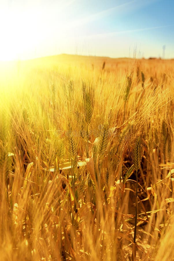 Weizenfeld stockbild. Bild von ernte, szene, strahl, bewirtschaften ...