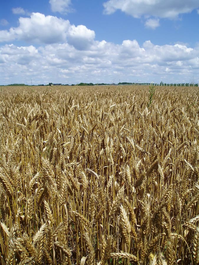 Weizenfeld stockfoto. Bild von mais, landschaft, bauernhof - 10237528