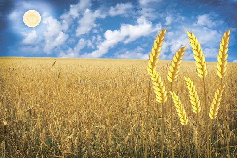 Weizenfeld Stock Illustrationen, Vektoren, & Kliparts - 43,228 Stock ...