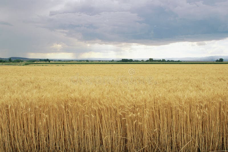 Weizenfeld stockbild. Bild von weizen, bauernhof, flach - 23161055