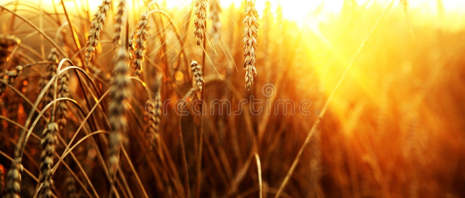 Weizenfeld stockfoto. Bild von landschaft, bewirtschaften - 15285082