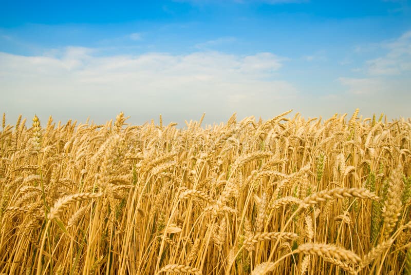 Weizenfeld, Ernte. stockfoto. Bild von jahreszeit, wachstum - 14635248