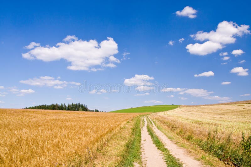 Weizenfeld stockfoto. Bild von bauernhof, spitzen, ernten - 3205178