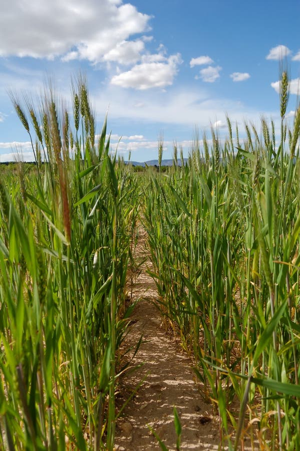 Weizenfeld stockbild. Bild von frech, blau, betrieb, ackerland - 9111597