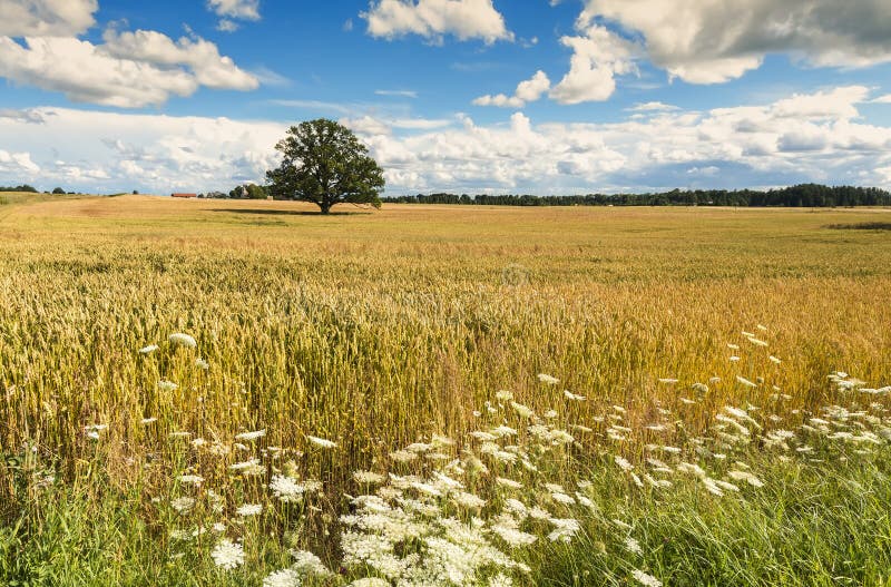 Goldenes Feld Mit Gerste Und Einsamer Eiche Stockbild - Bild von strahl ...
