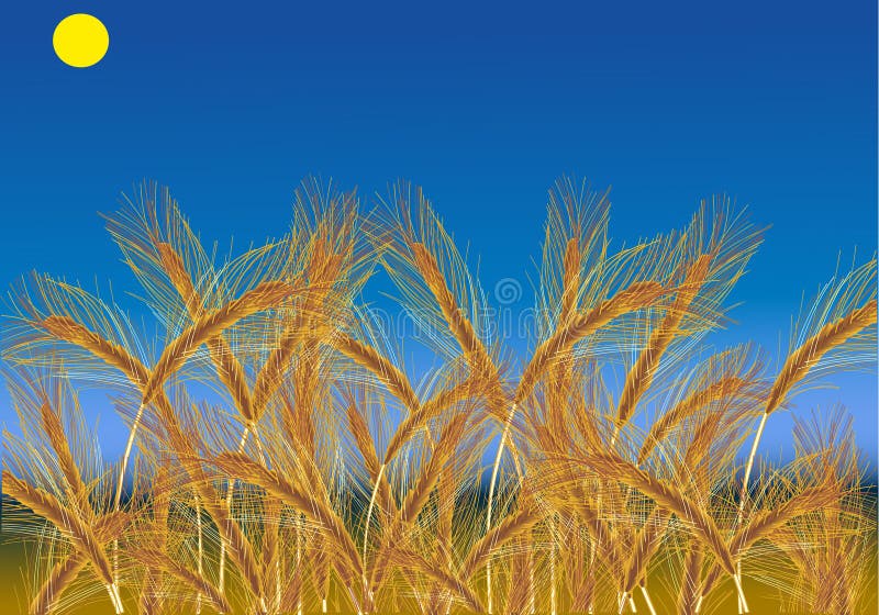 Weizenfeld Stock Illustrationen, Vektors, & Klipart – (568 Stock ...