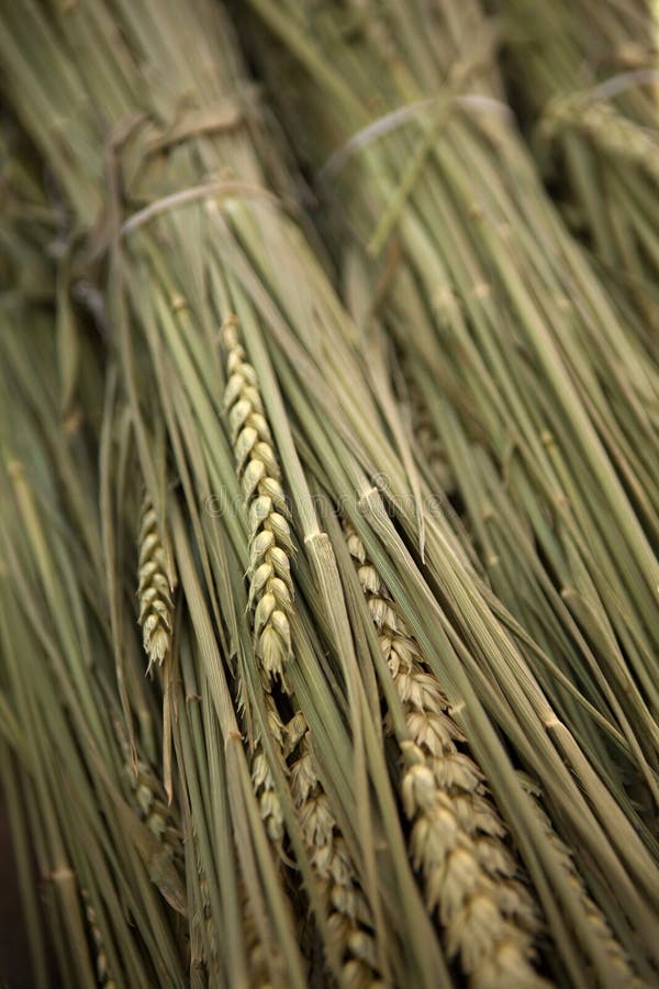 Garben Weizen stockfoto. Bild von landwirtschaft, roggen - 27064276