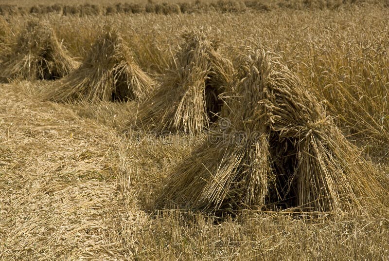 Garben Weizen stockfoto. Bild von landwirtschaft, roggen - 27064276
