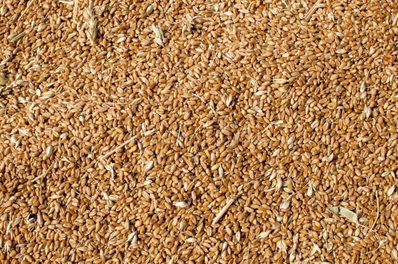 Weizensamen stockfoto. Bild von reif, gelb, beschaffenheit - 31598708