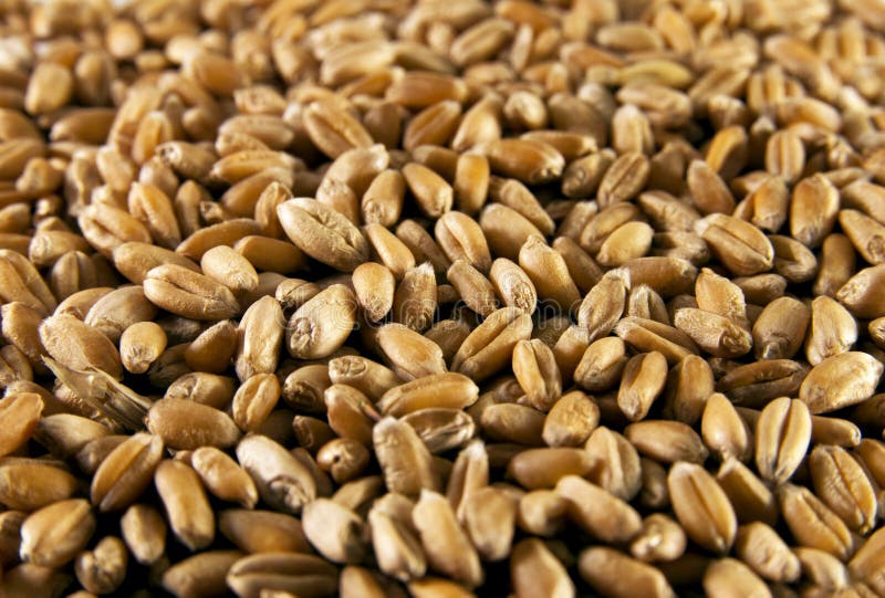 Weizensamen stockbild. Bild von ernte, nave, keimung - 36020317