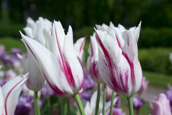 Weiße Tulpen Mit Rosa Streifen Stockbild - Bild von schäbig, blume: 76454677